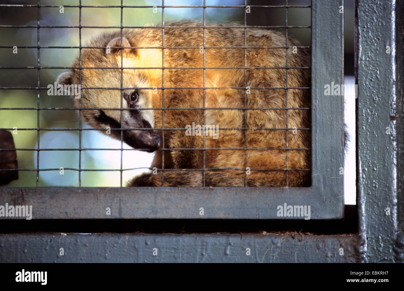 coatimundi, common coati, brown-nosed coati (Nasua nasua), in a cage ...