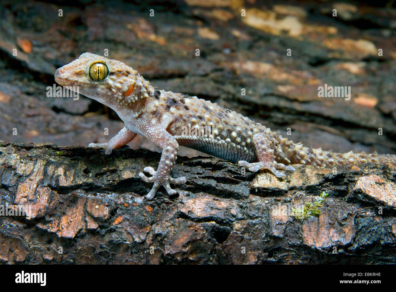 Bibron's Thick-toed Gecko (Chondrodactylus bibronii), on a branch Stock ...