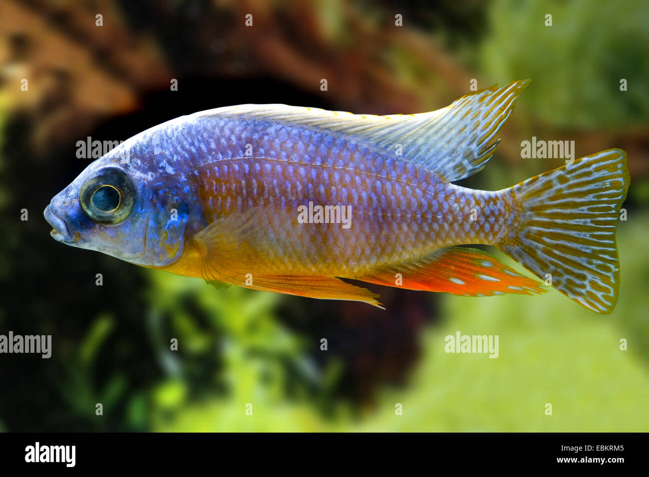 Malawi Cichlid (Protomelas steveni), swimming Stock Photo - Alamy