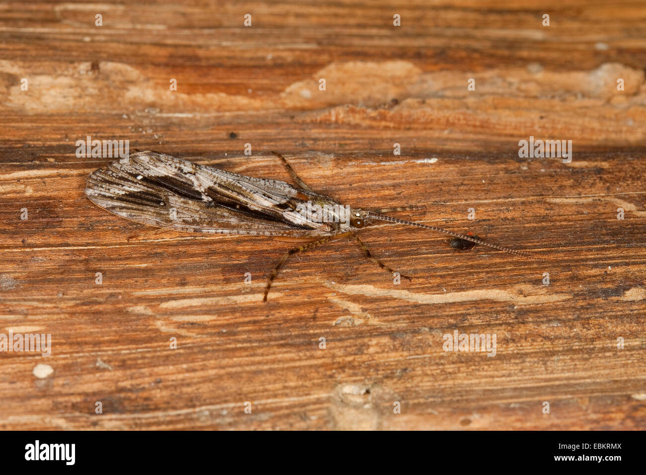 Rush Sedge (Phryganea spec.), sitting on wood, Germany Stock Photo - Alamy