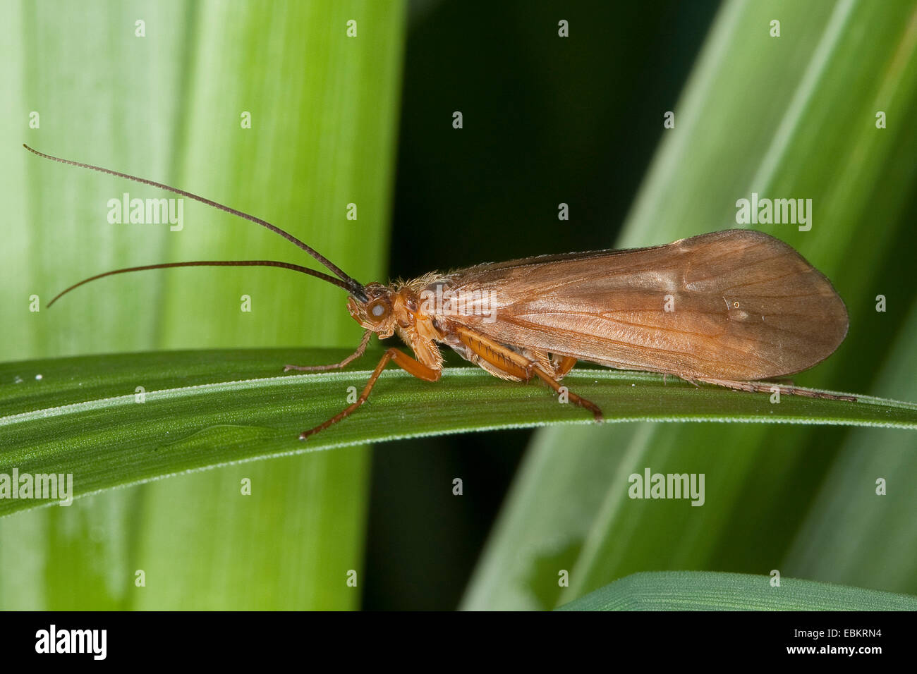Anabolia nervosa (Anabolia nervosa), female sitting at a grass blade ...