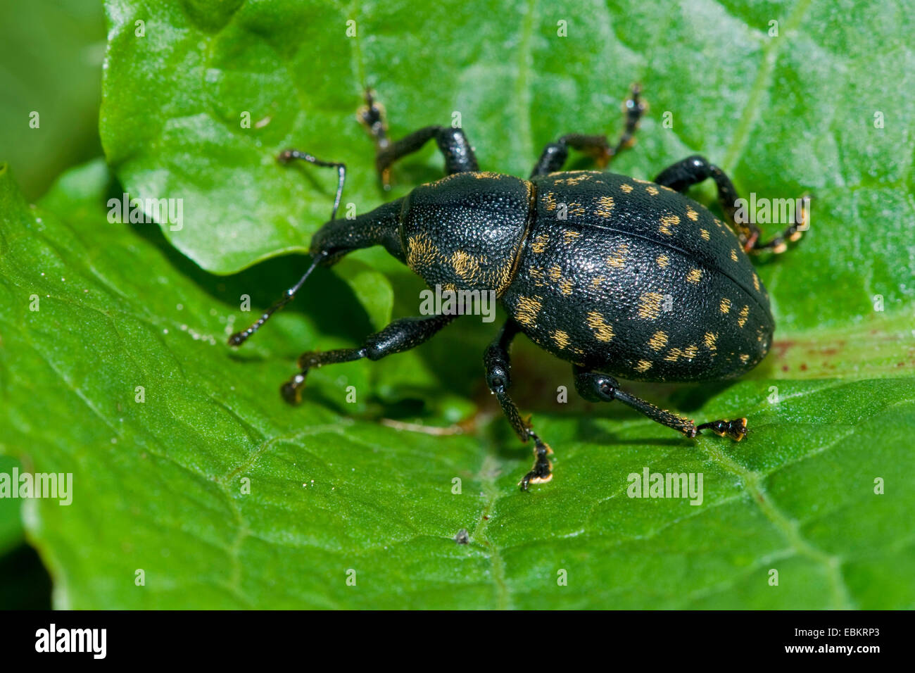 Weevil (Liparus germanus), sitting on a leaf, Germany Stock Photo - Alamy