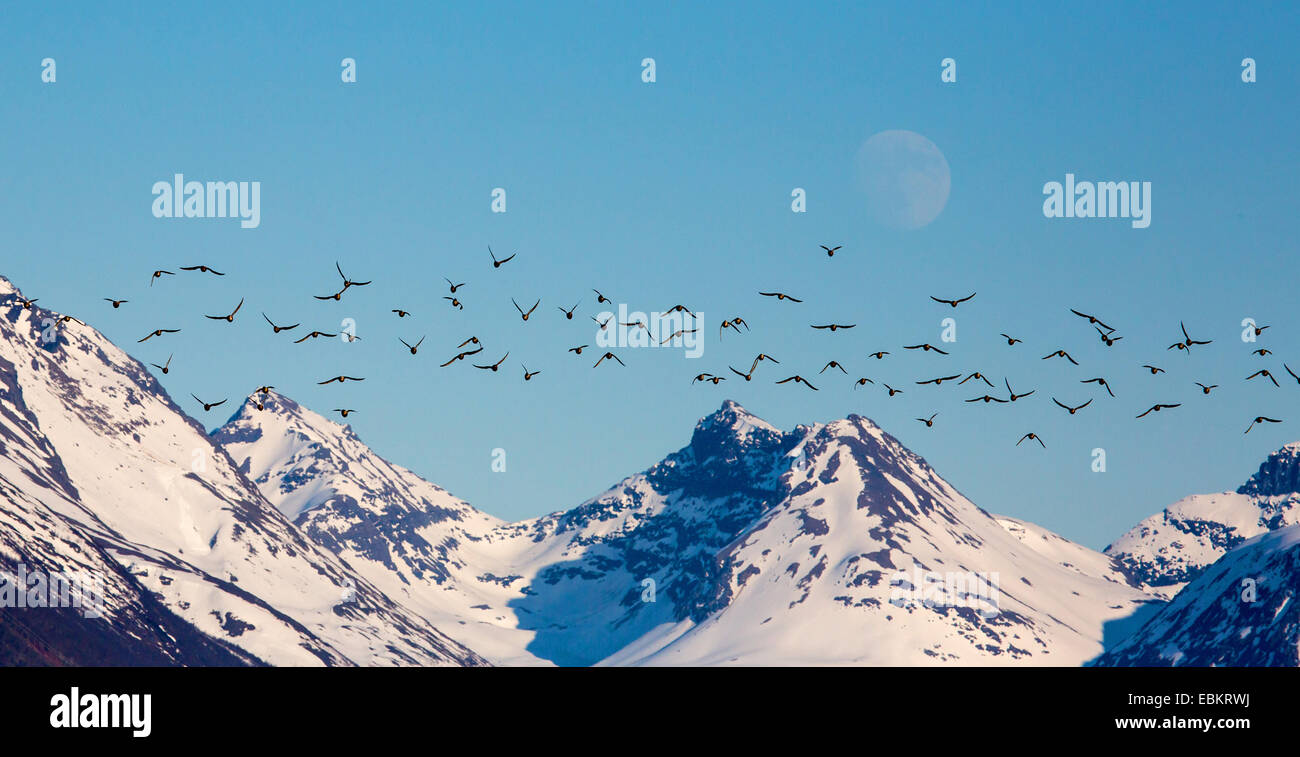 red knot (Calidris canutus), bird migration with moon over the snow ...
