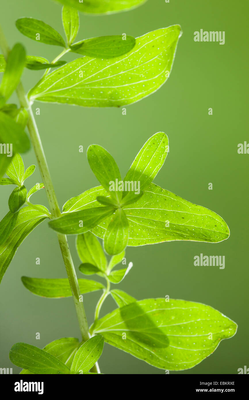 St. john's wort oil hi-res stock photography and images - Alamy