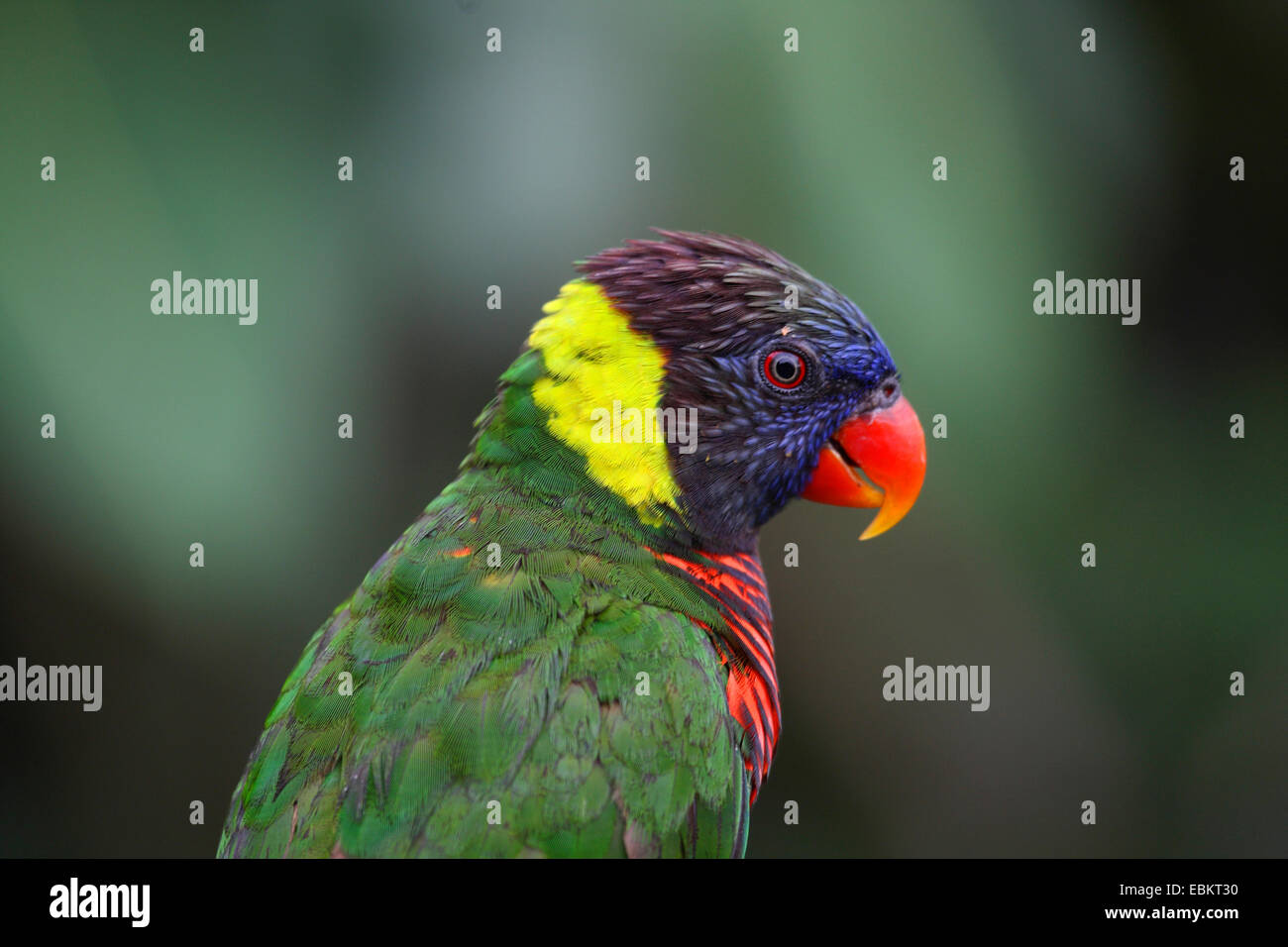 Rainbow lory, Rainbow Lorikeet (Trichoglossus haematodus haematodus ...