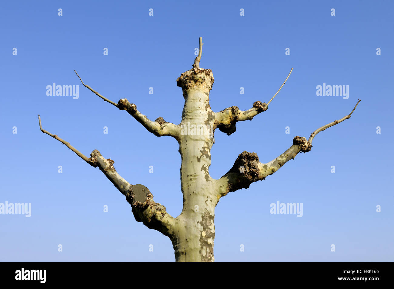 London plane tree High Resolution Stock Photography and Images - Alamy