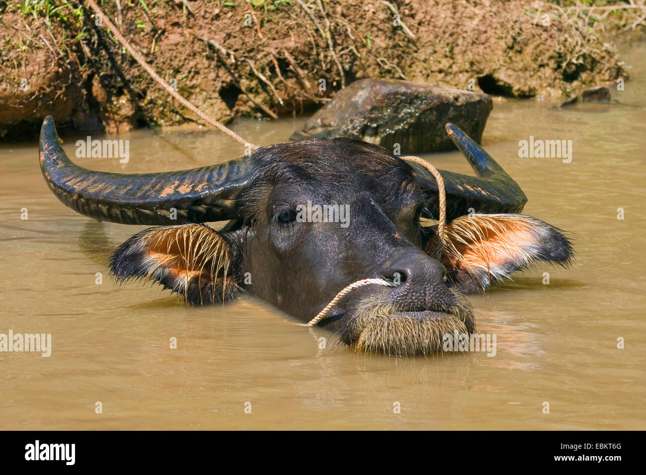 Asian water buffalo, wild water buffalo, carabao (Bubalus bubalis ...