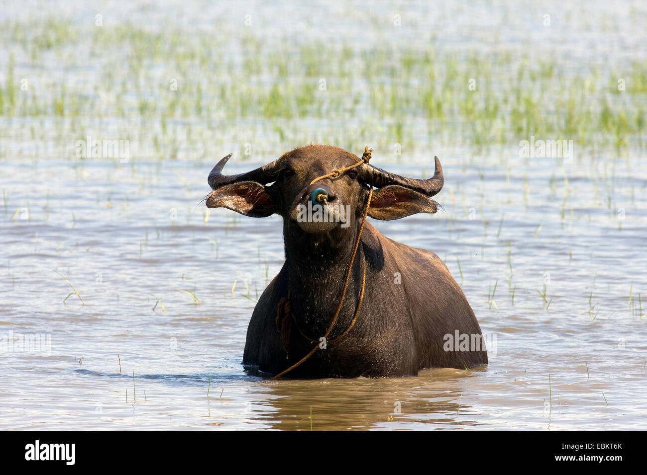 Asian water buffalo, wild water buffalo, carabao (Bubalus bubalis ...