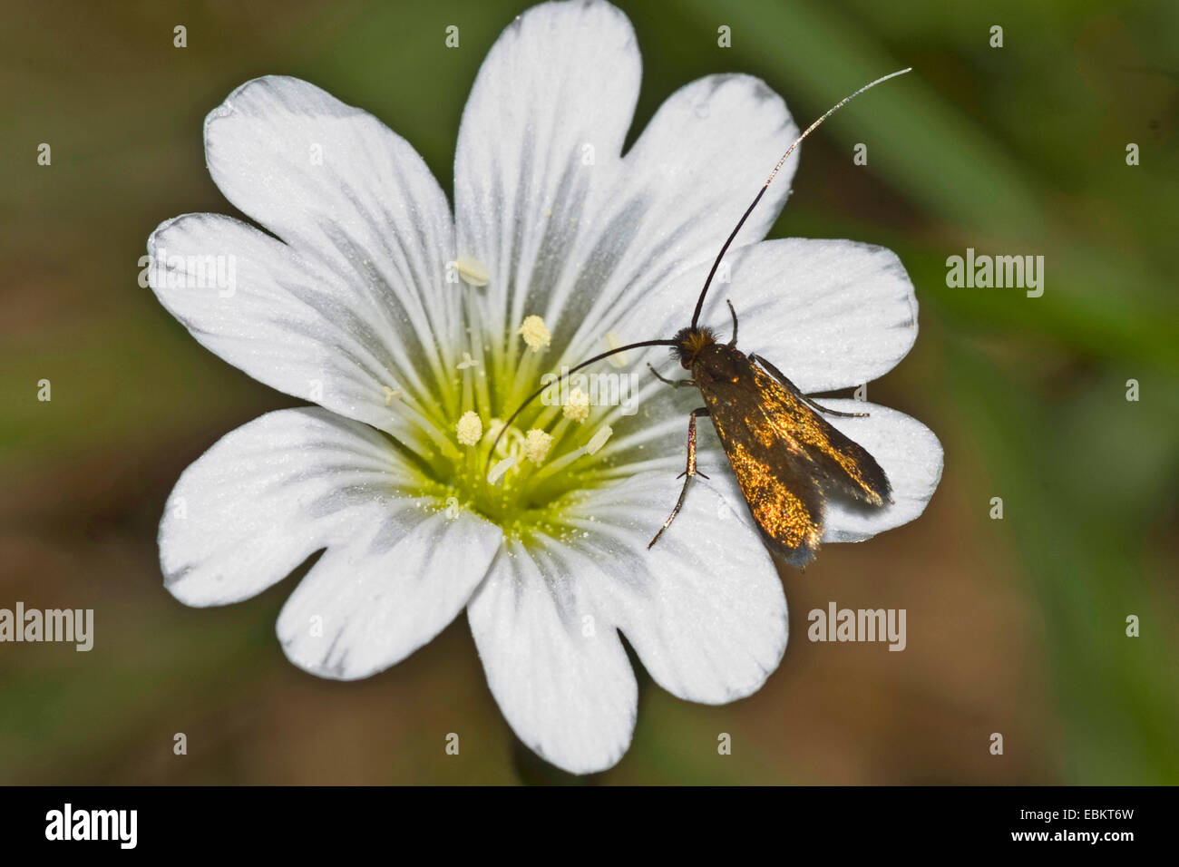Redsilver Long Horn moth (Cauchas rufimitrella), sitting on chickweed ...