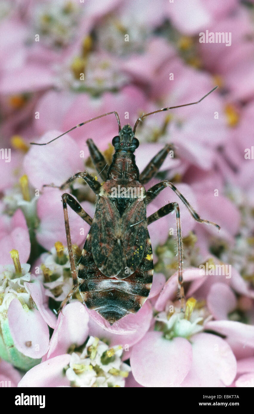 damsel bug (Nabis mirmicoides), on lilac flowers Stock Photo - Alamy