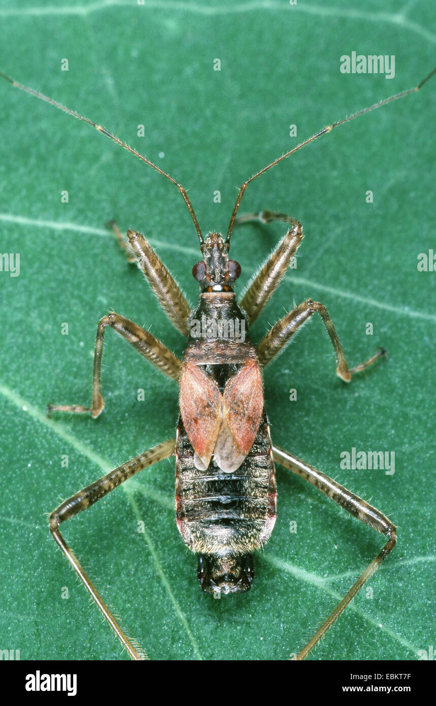 damsel bug (Nabis apterus), on a leaf Stock Photo - Alamy