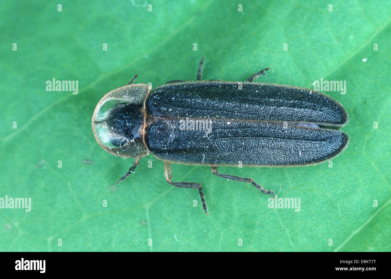 small lightning beetle (Lamprohiza splendidula), imago Stock Photo - Alamy