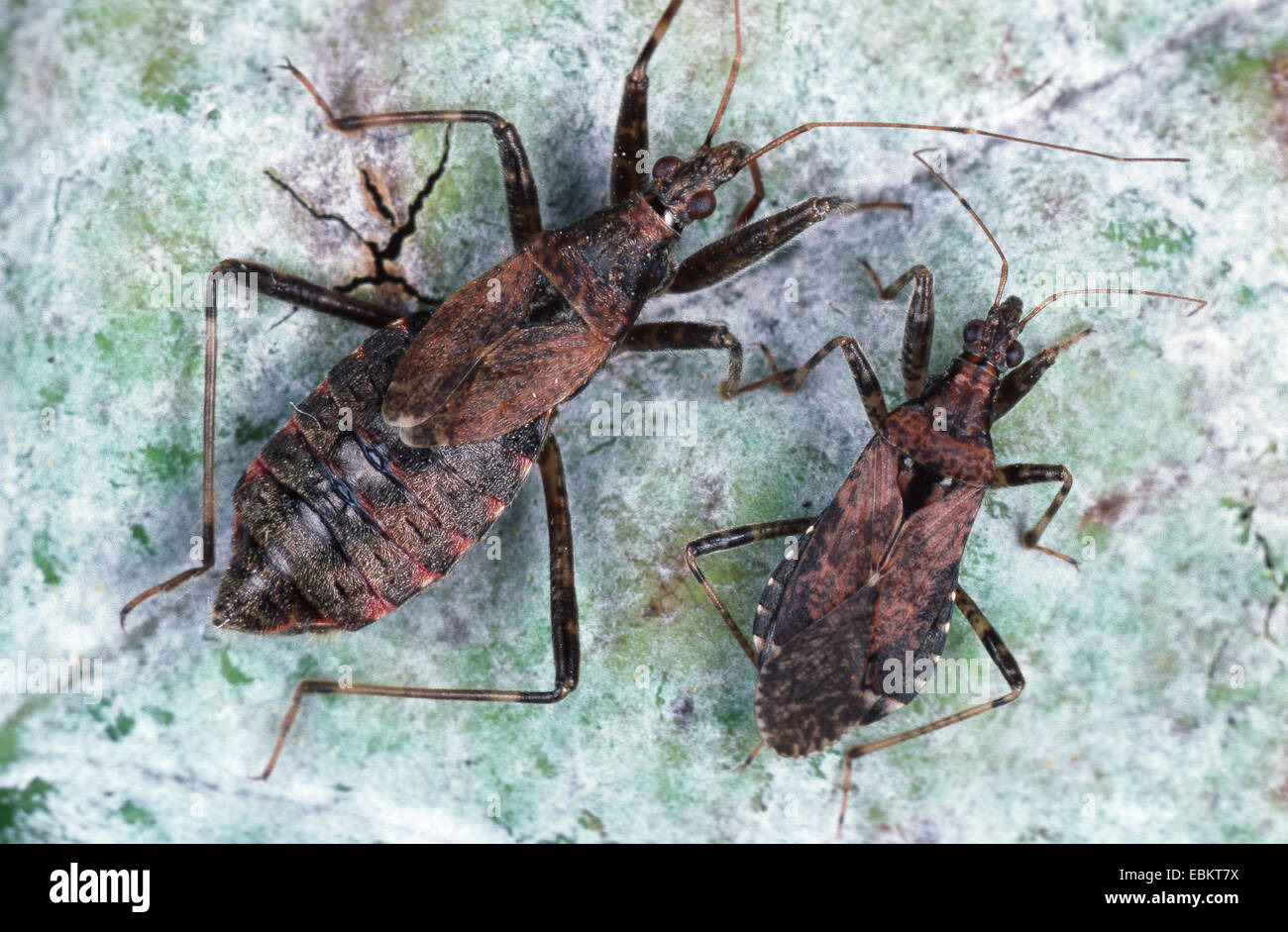 damsel bug (Nabis mirmicoides), nymph and imago Stock Photo - Alamy
