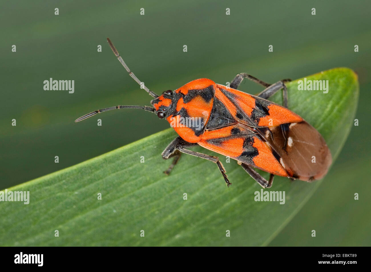 Pandur (Lygaeus pandurus, Spilostethus pandurus), sitting on a leaf ...