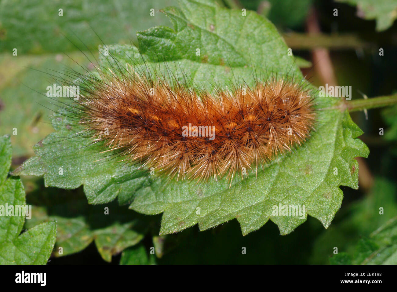Ruby tiger moth caterpillar hi-res stock photography and images - Alamy