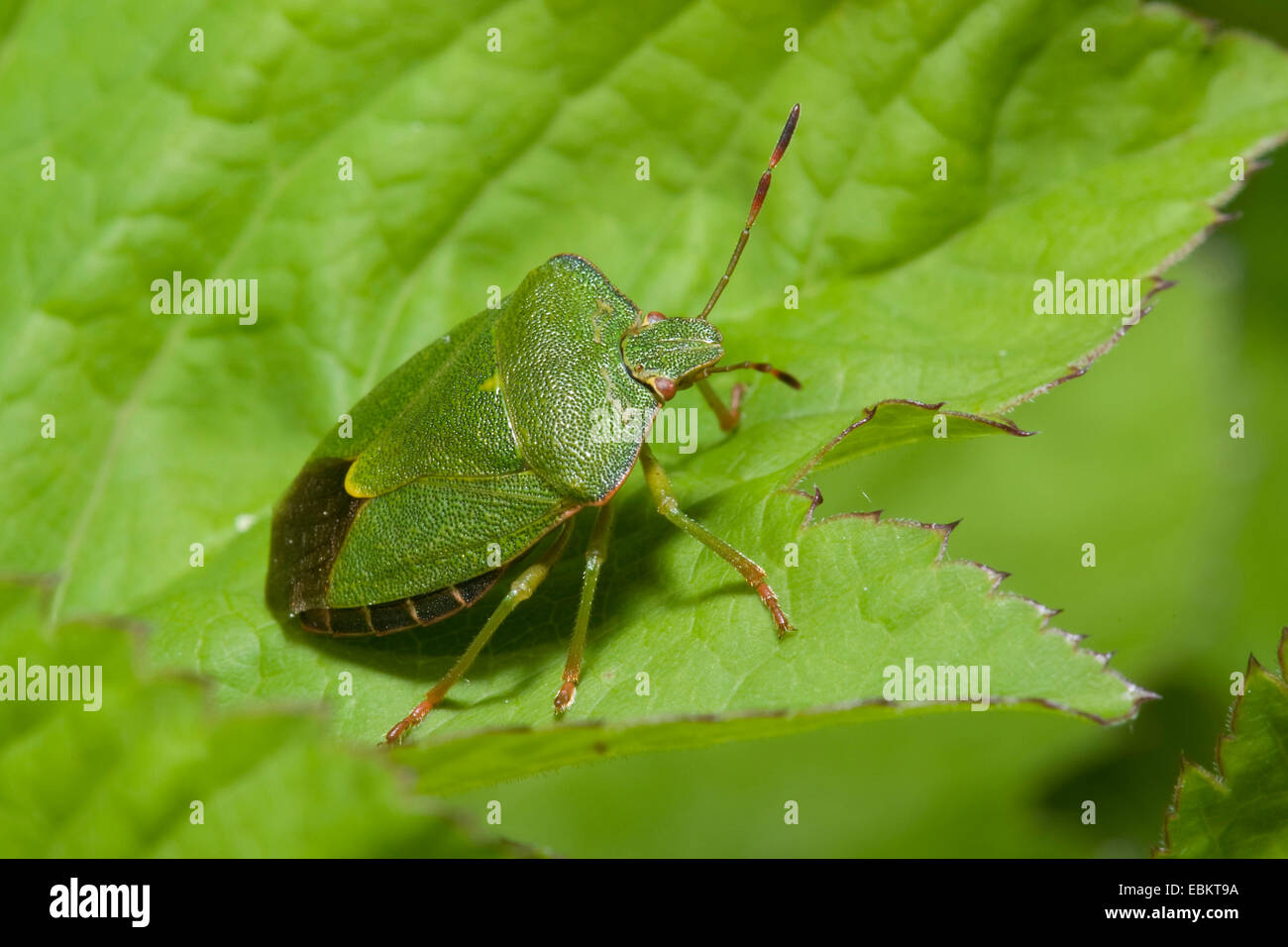 green shield bug, common green shield bug (Palomena prasina), sitting ...