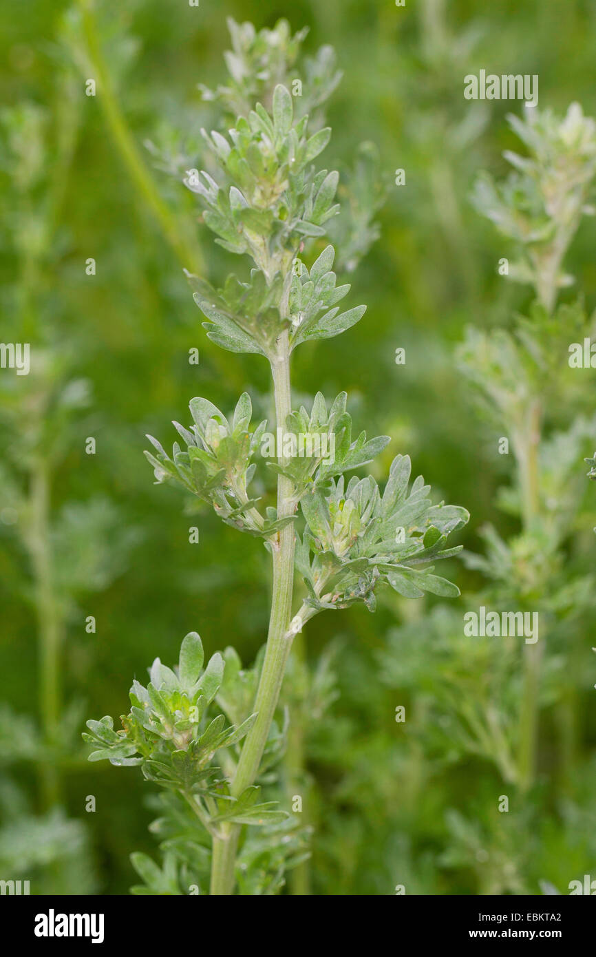 common wormwood, absinth wormwood, absinth sagewort (Artemisia ...