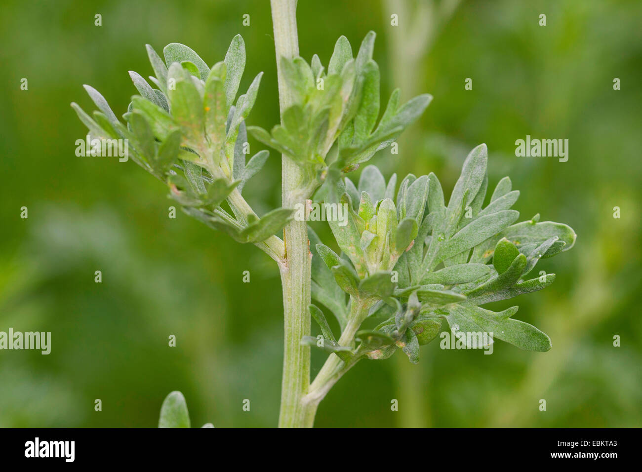 Absinth wormwood artemisia absinthium hi-res stock photography and ...