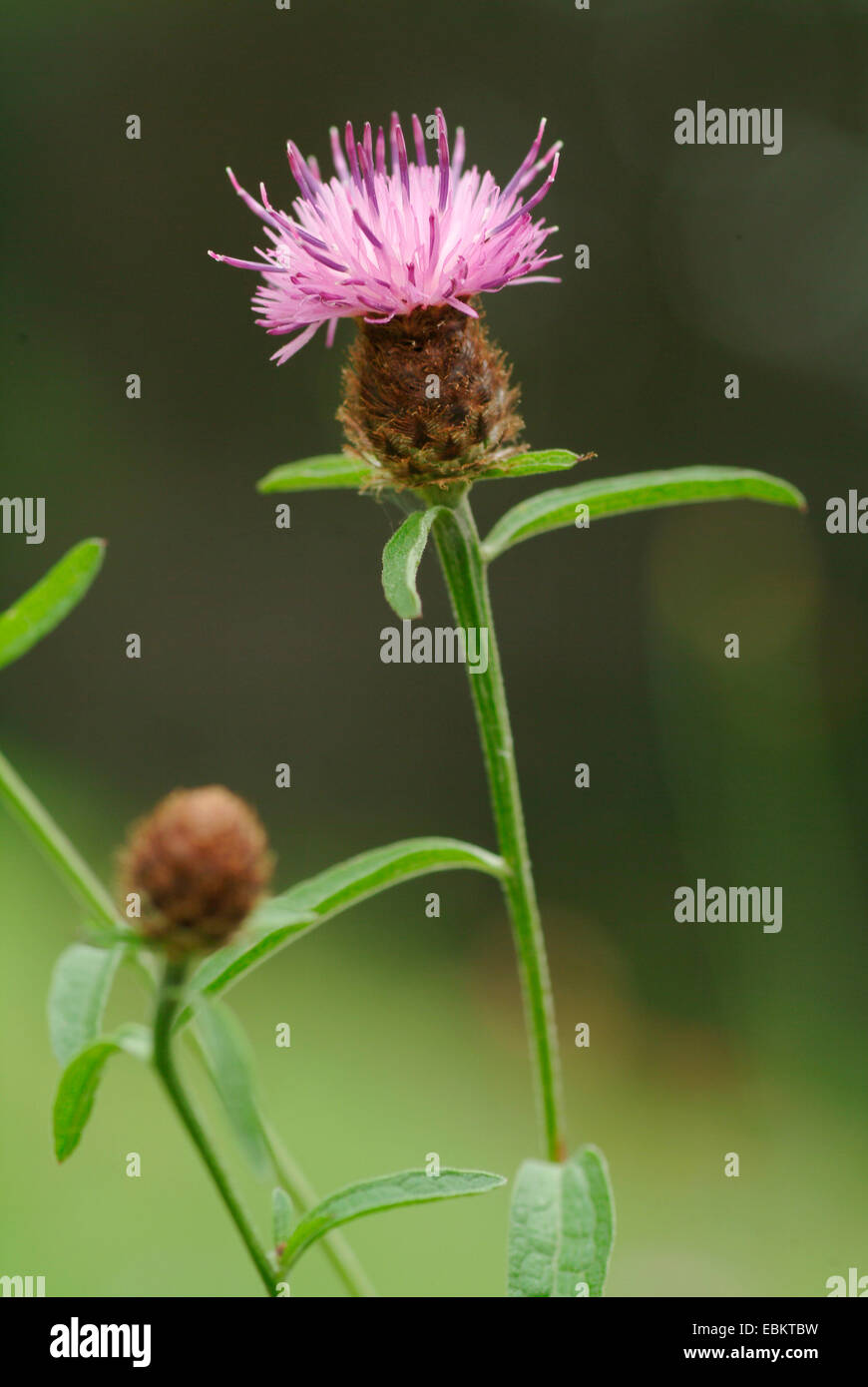 Black knapweed, Lesser knapweed (Centaurea nigra), blooming, Germany ...