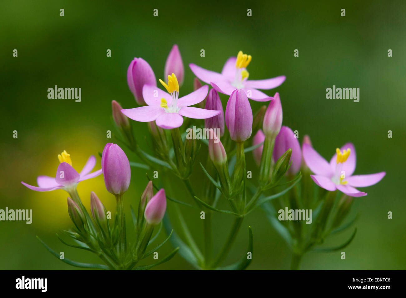 Common centaury, European centaury, Bitter herb (Centaurium erythraea ...