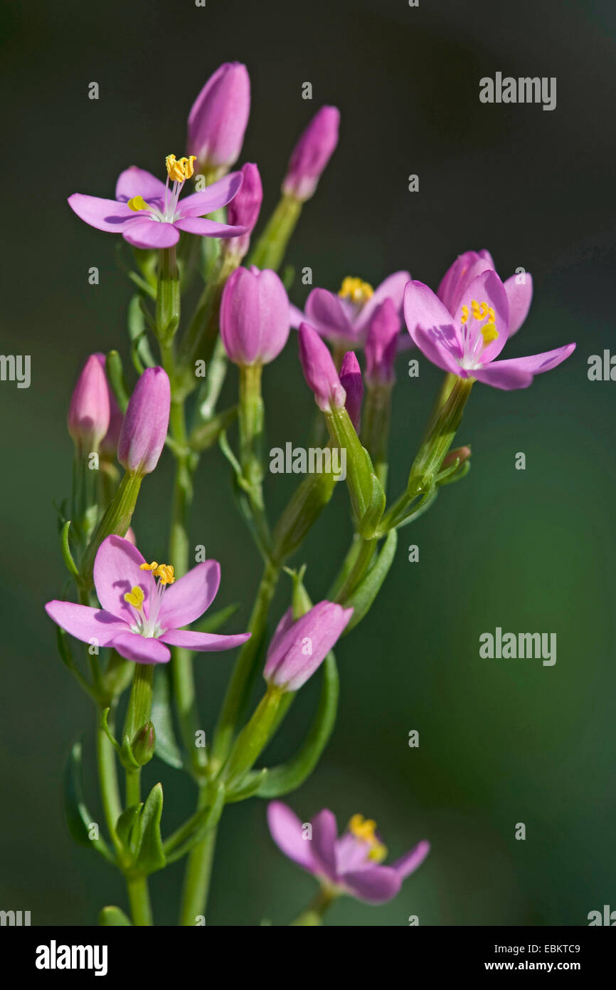 Common centaury, European centaury, Bitter herb (Centaurium erythraea ...
