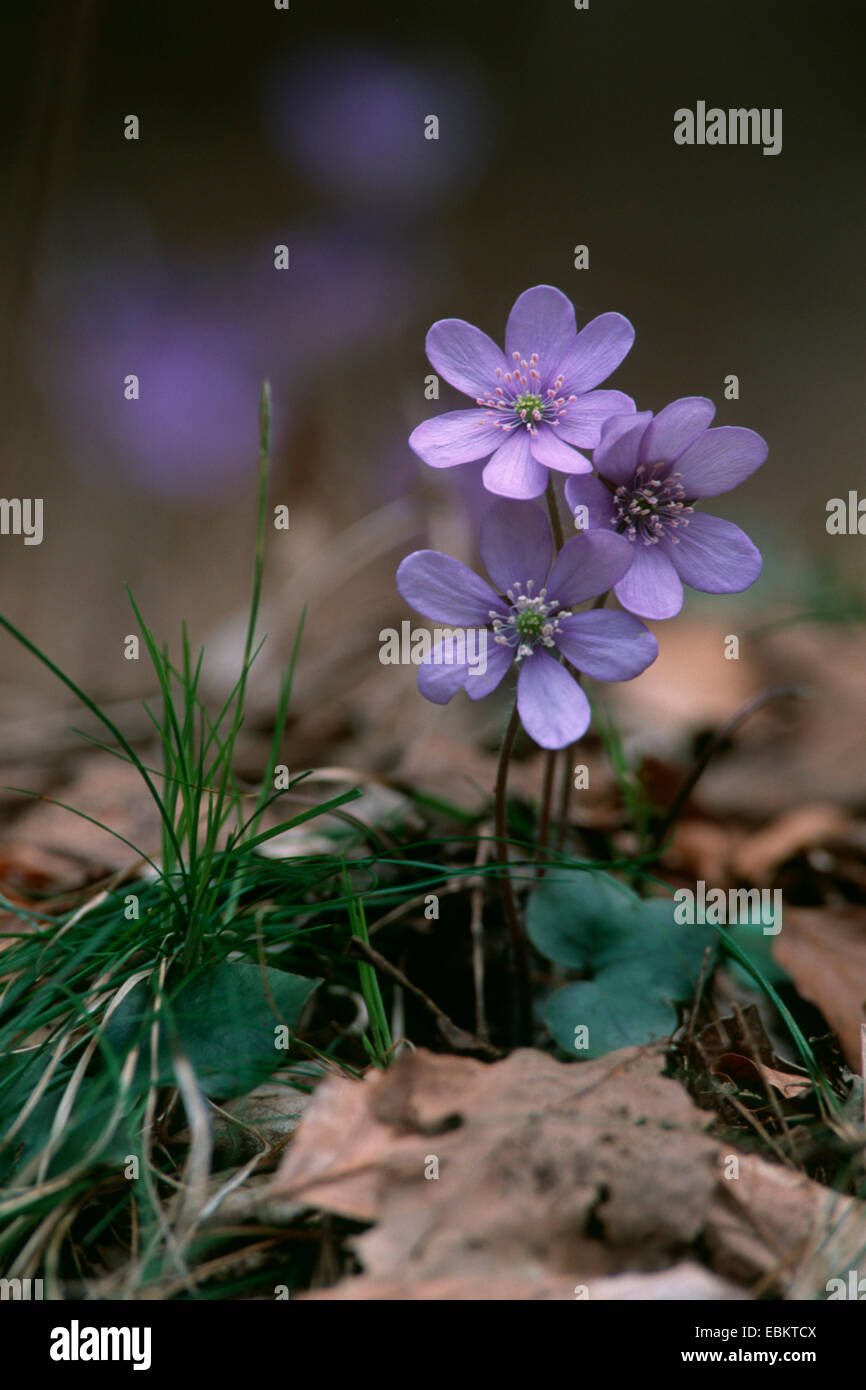 Hepatica liverleaf, American liverwort (Hepatica nobilis, Anemone ...