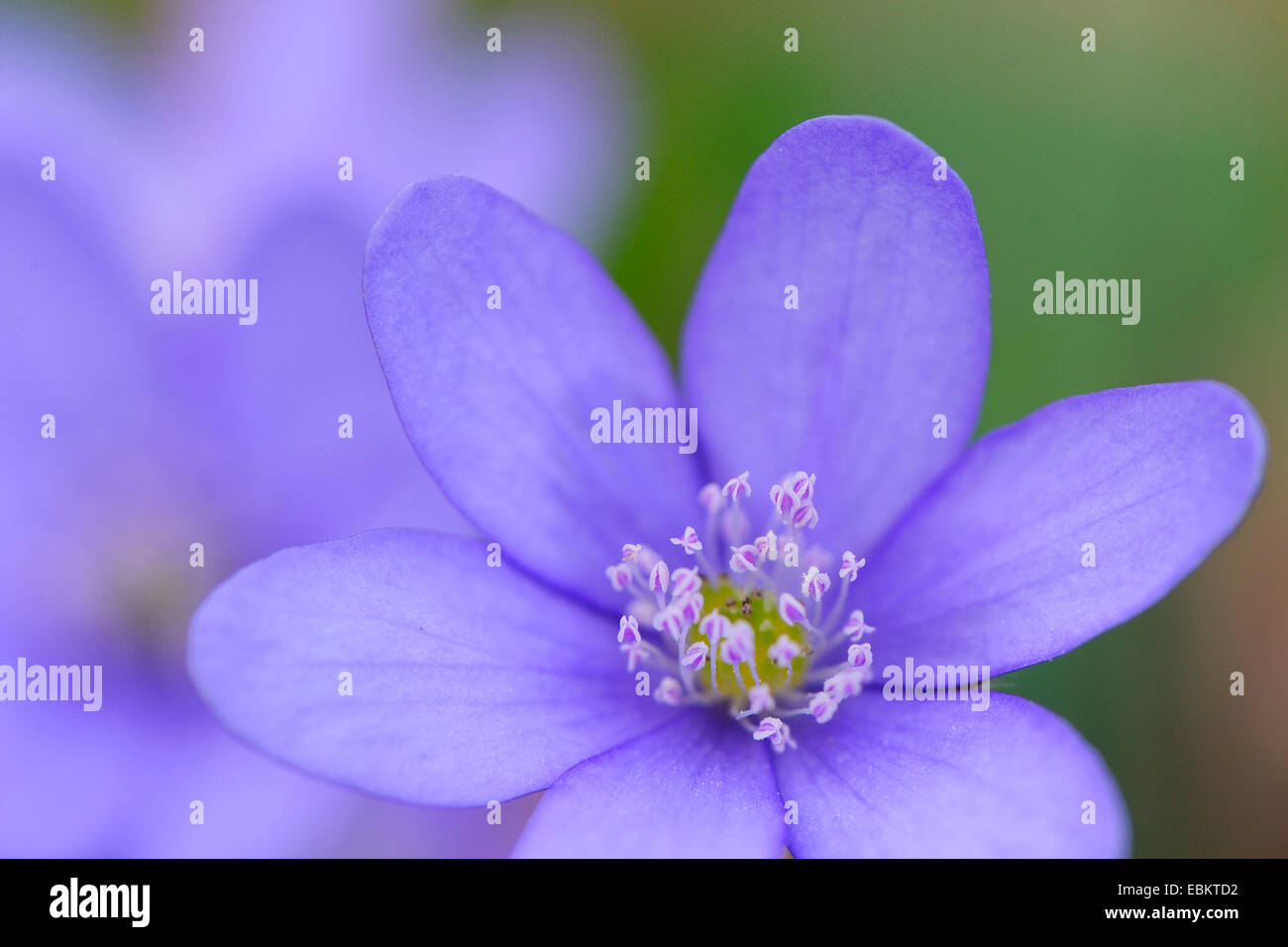 hepatica liverleaf, American liverwort (Hepatica nobilis, Anemone ...