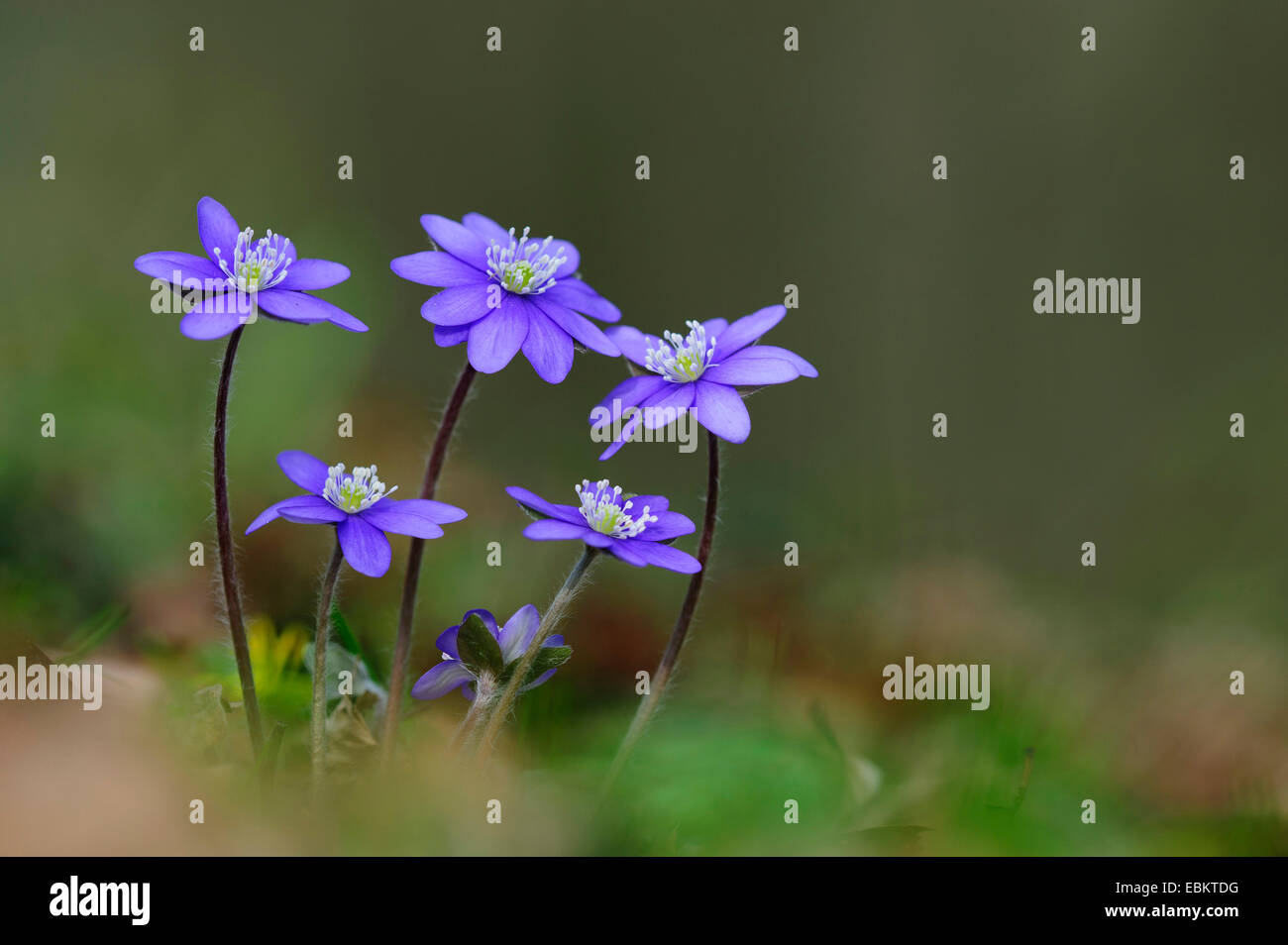 Hepatica liverleaf, American liverwort (Hepatica nobilis, Anemone ...