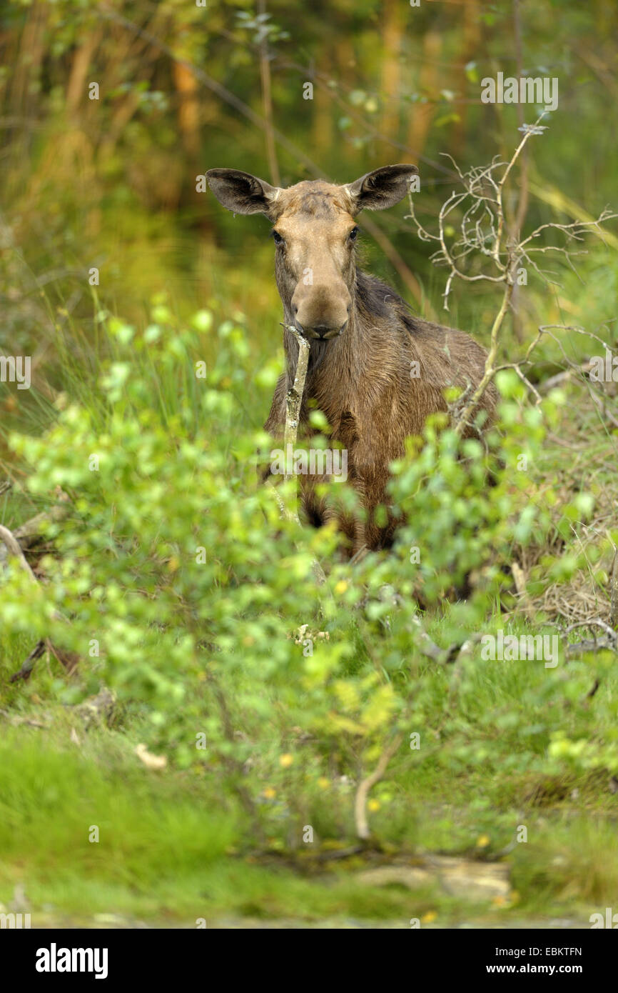 elk, European moose (Alces alces alces), standing in bushes, Germany ...