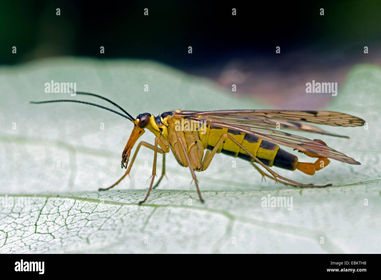 German scorpion fly hi-res stock photography and images - Alamy
