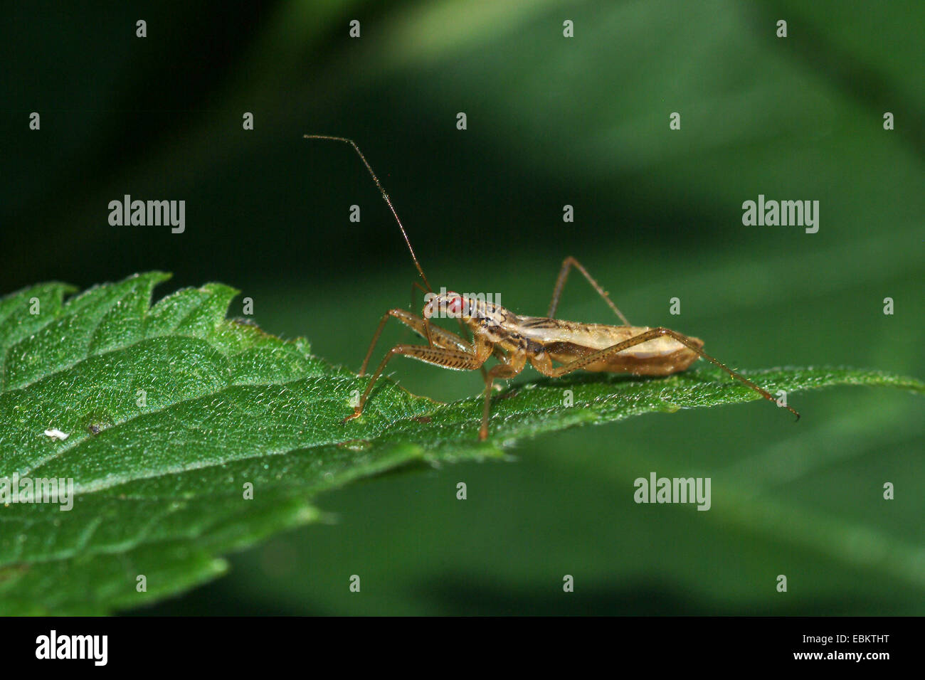 Marsh damsel bug hi-res stock photography and images - Alamy