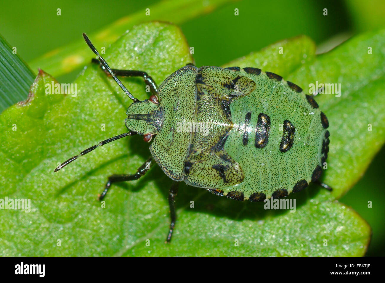 green shield bug, common green shield bug (Palomena prasina), sitting ...
