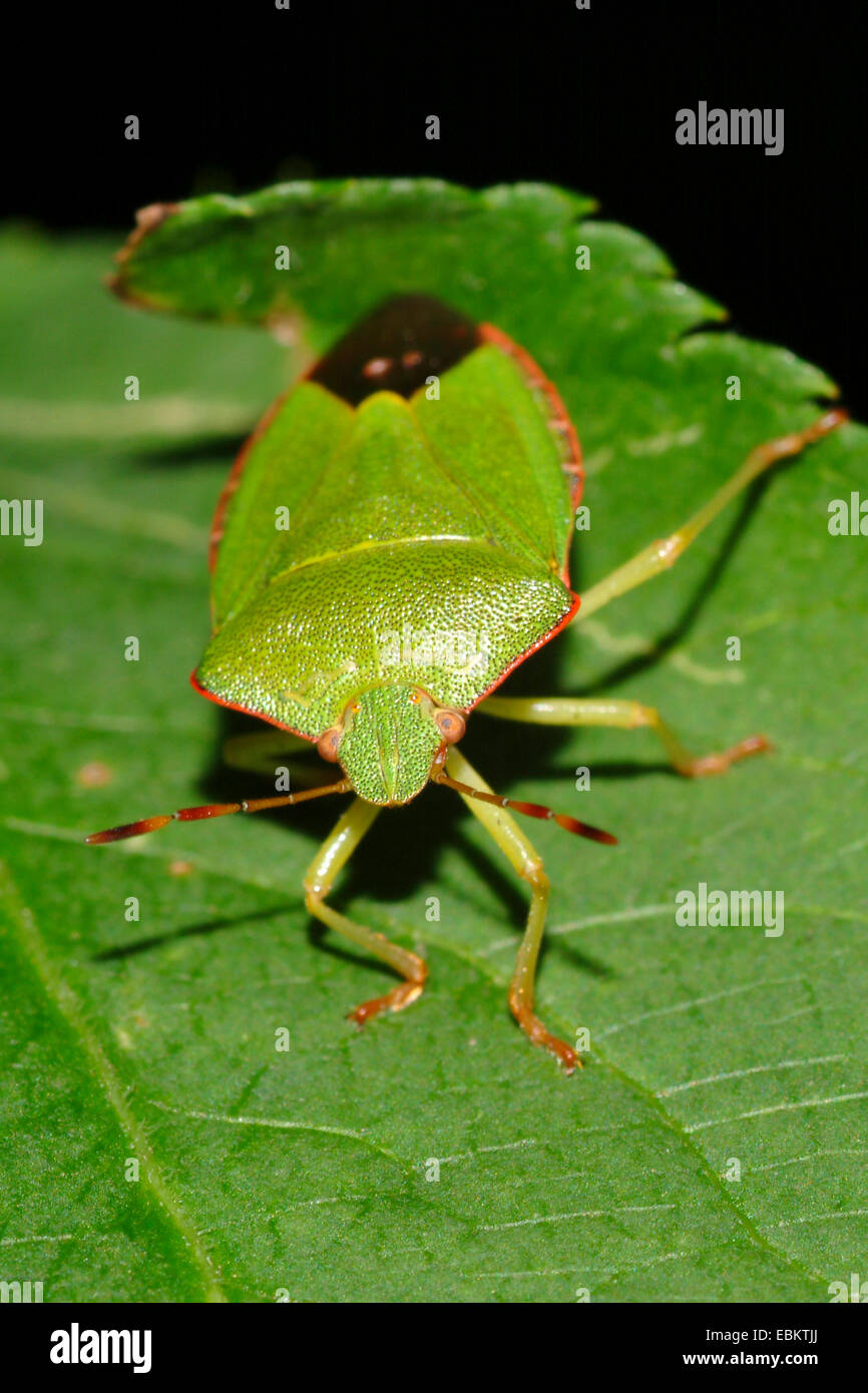 green shield bug, common green shield bug (Palomena prasina), sitting ...