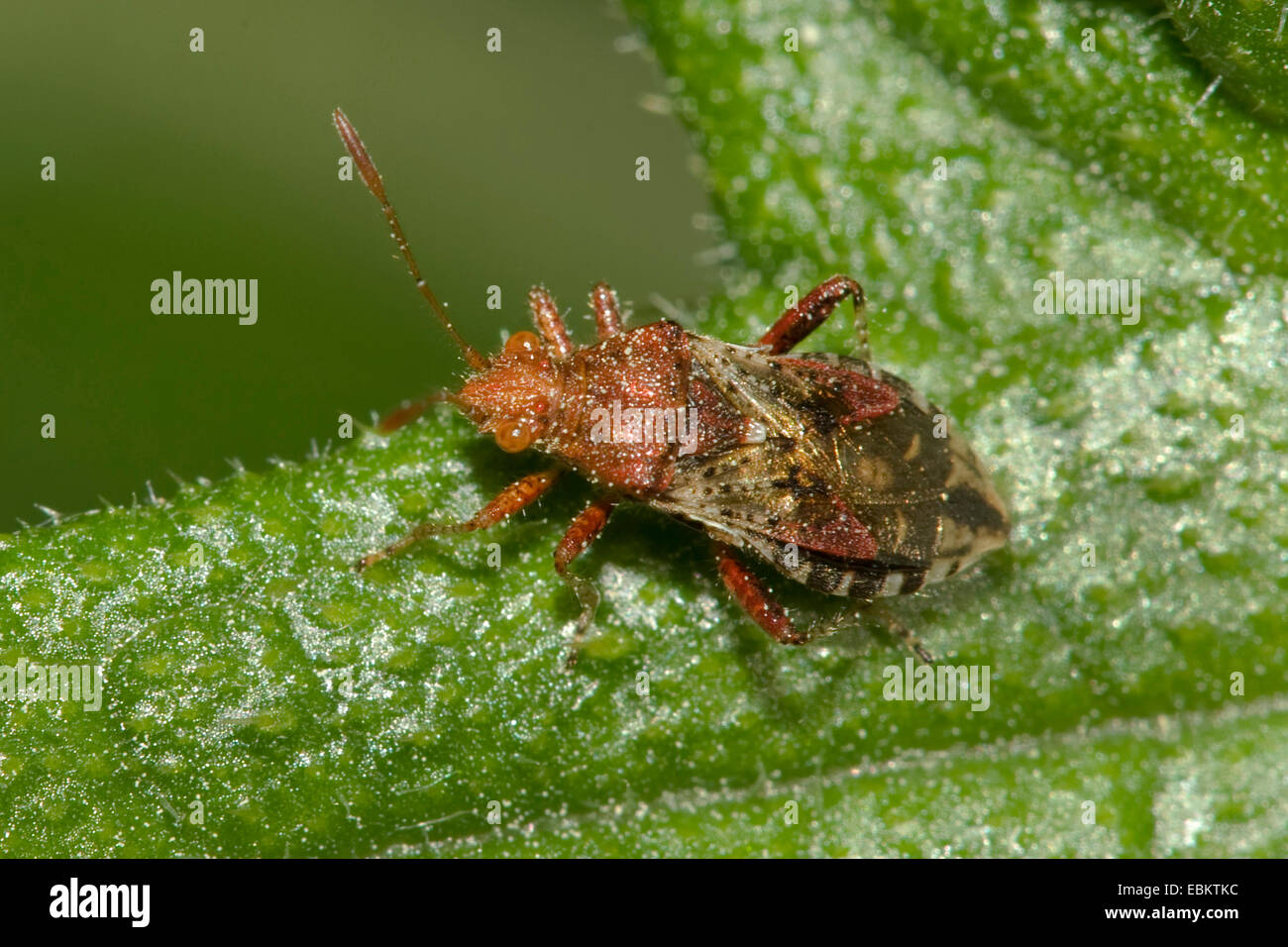 Scentless plant bug, Rhopalid bug (Rhopalus subrufus), sitting on a ...