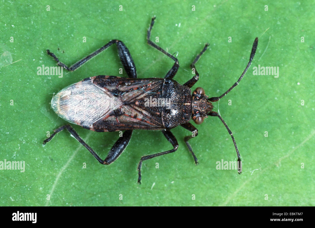 Scentless plant bug, Rhopalid bug (Stictopleurus punctatonervosus), on ...