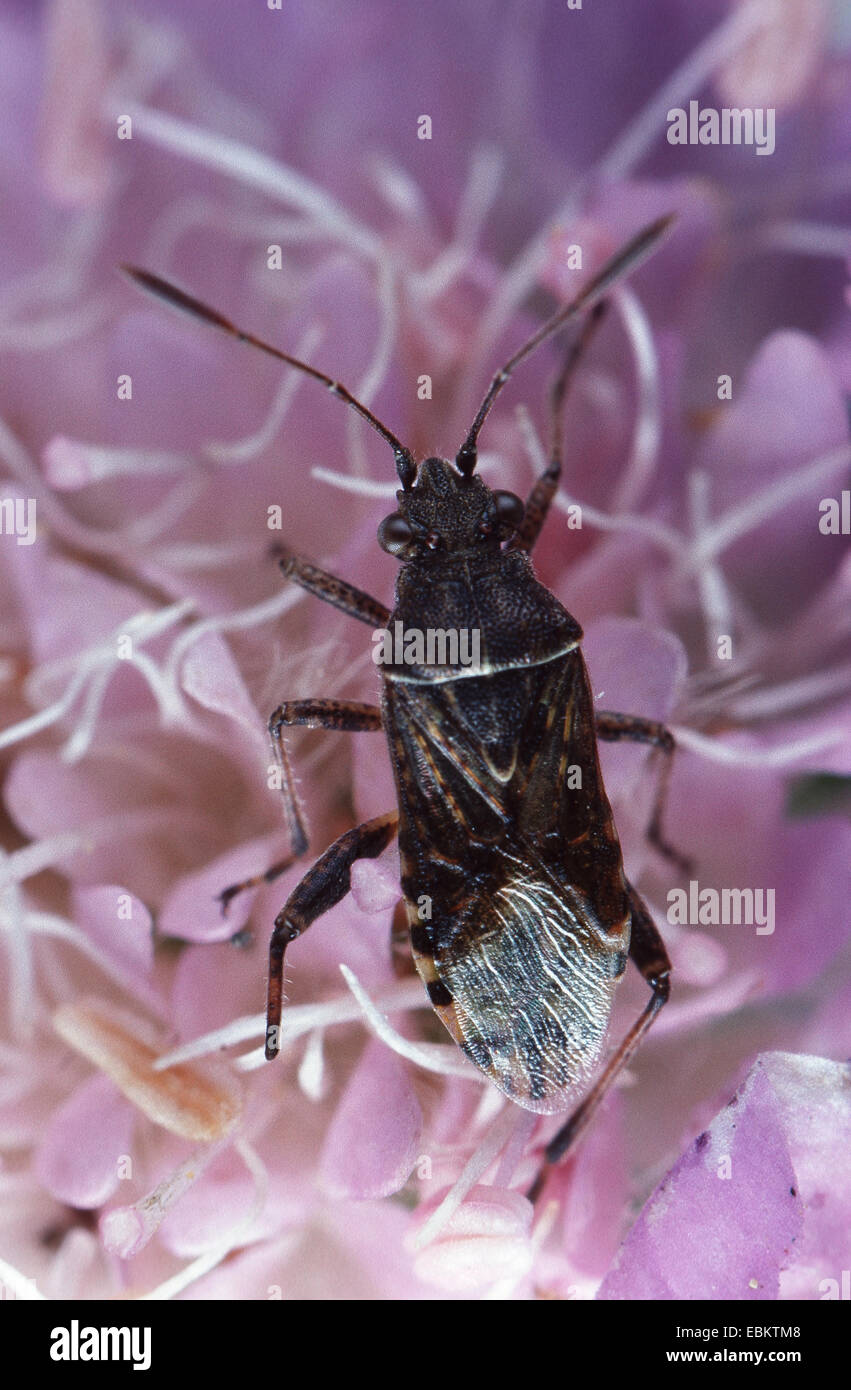 Scentless plant bug, Rhopalid bug (Stictopleurus punctatonervosus), on ...