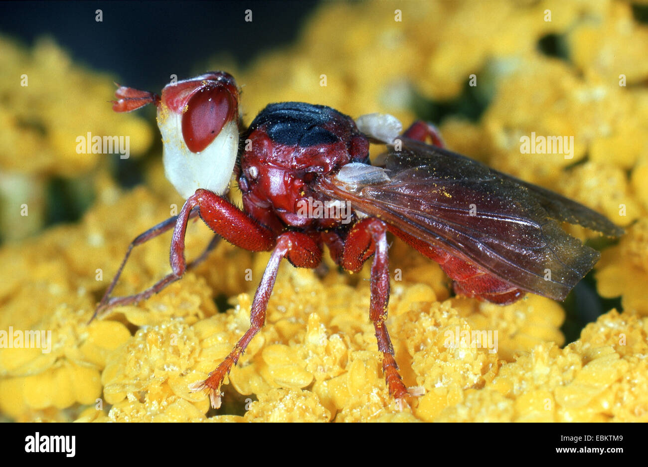 Thick headed fly myopa buccata hi-res stock photography and images - Alamy