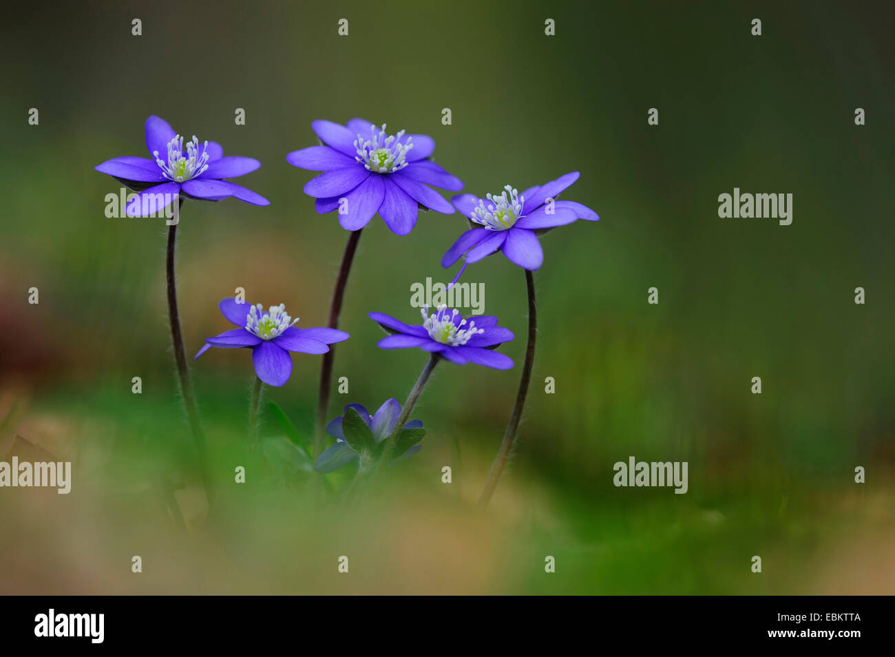 Hepatica liverleaf, American liverwort (Hepatica nobilis, Anemone ...