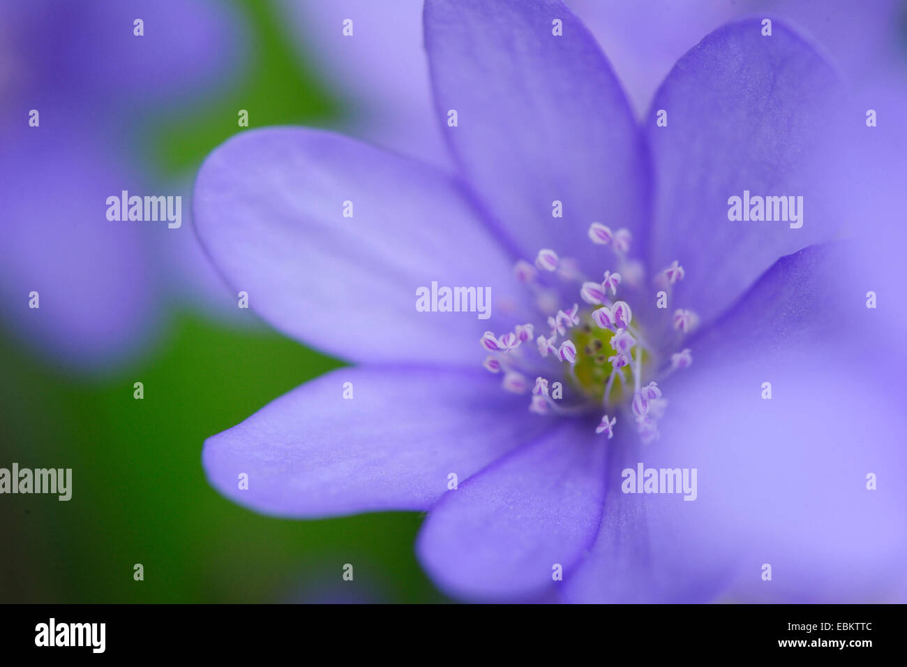Hepatica liverleaf, American liverwort (Hepatica nobilis, Anemone ...