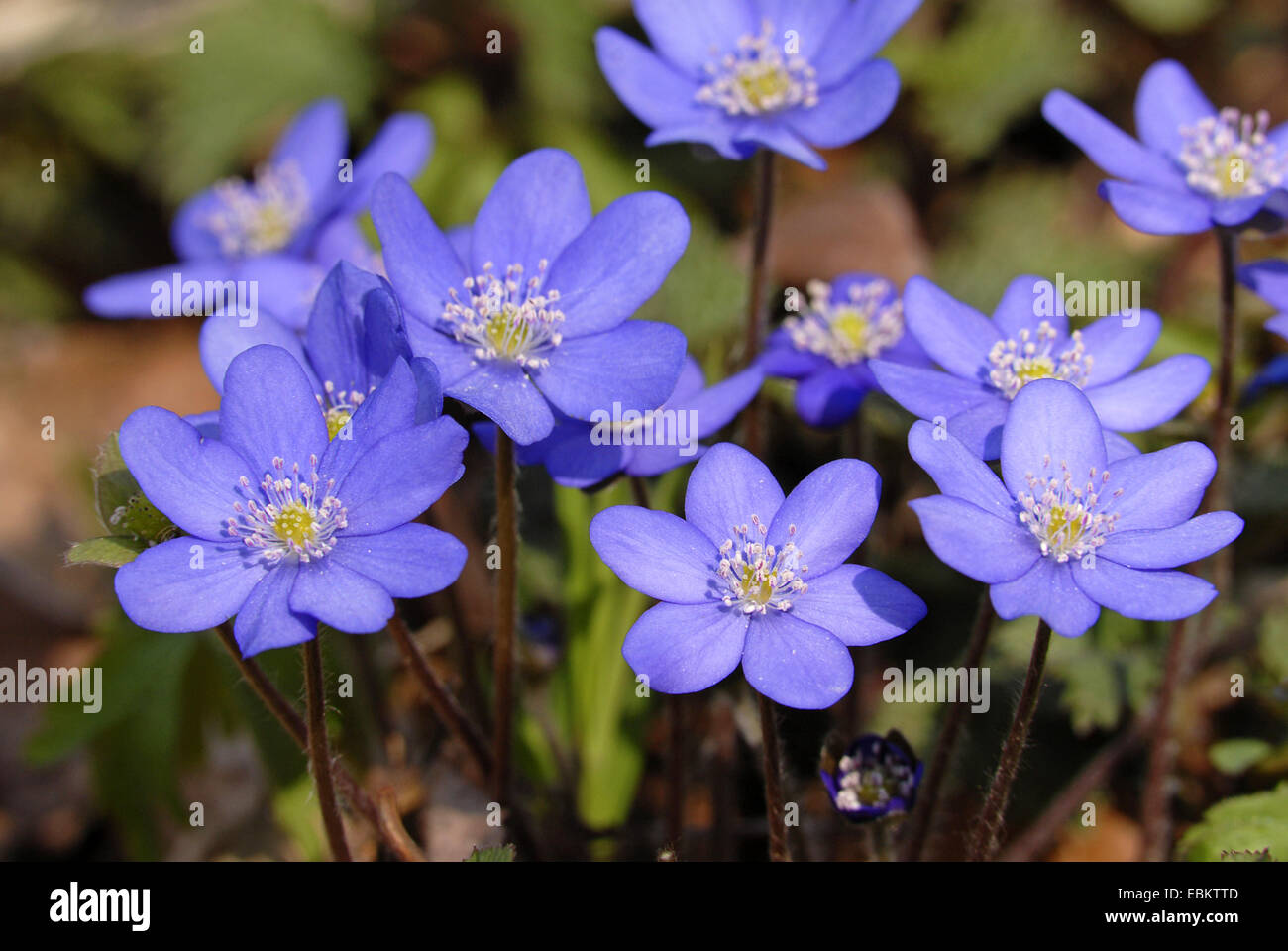 Hepatica liverleaf, American liverwort (Hepatica nobilis, Anemone ...