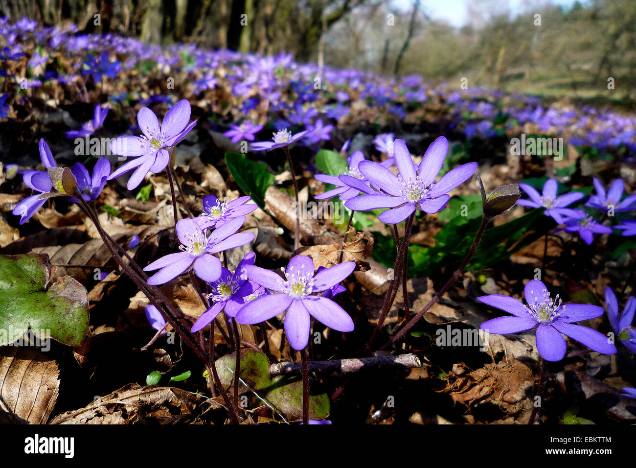 Hepatica liverleaf, American liverwort (Hepatica nobilis, Anemone ...