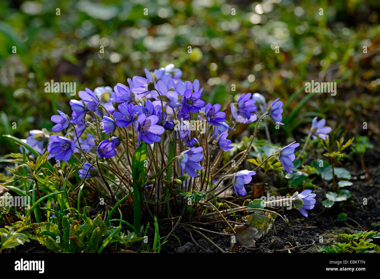 Hepatica liverleaf, American liverwort (Hepatica nobilis, Anemone ...