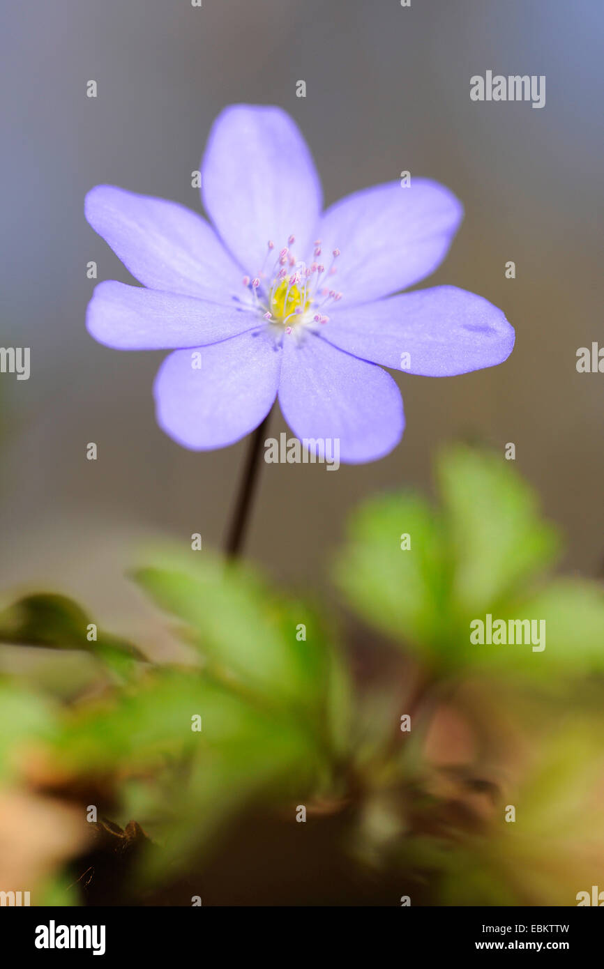 Hepatica liverleaf, American liverwort (Hepatica nobilis, Anemone ...