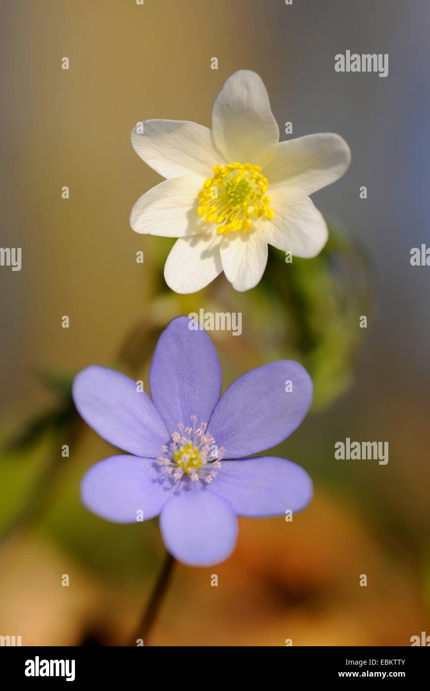 Hepatica liverleaf, American liverwort (Hepatica nobilis, Anemone ...