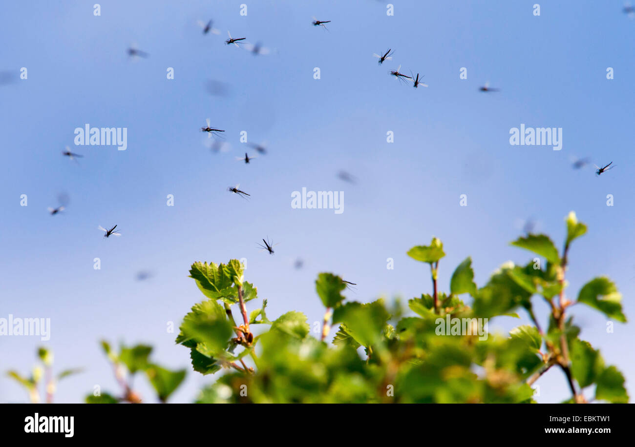 Dancing mosquitoes hi-res stock photography and images - Alamy