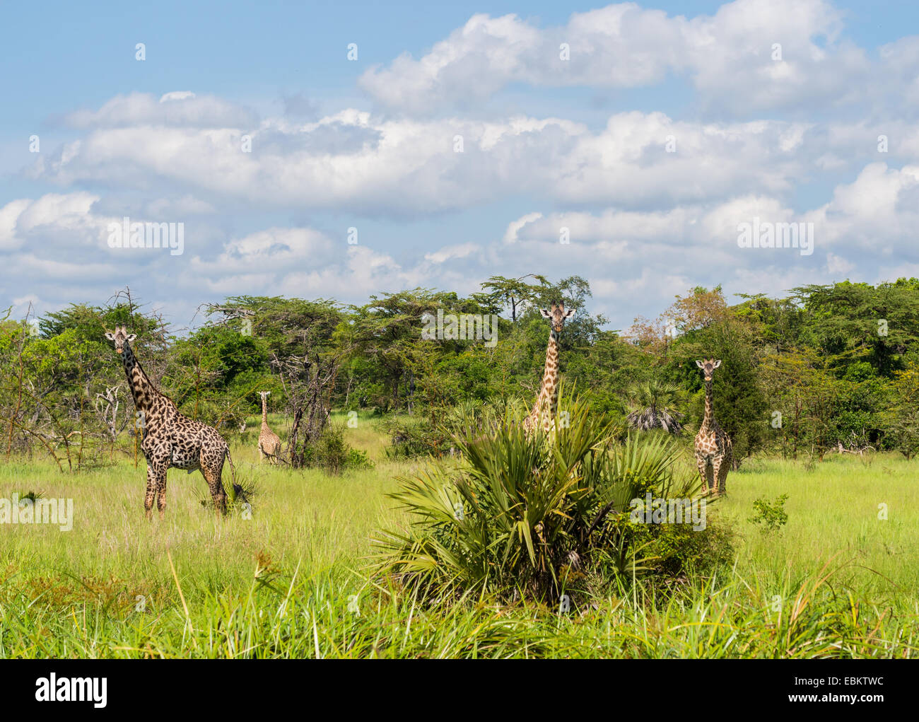 Giraffes on the savanna in Africa Stock Photo - Alamy
