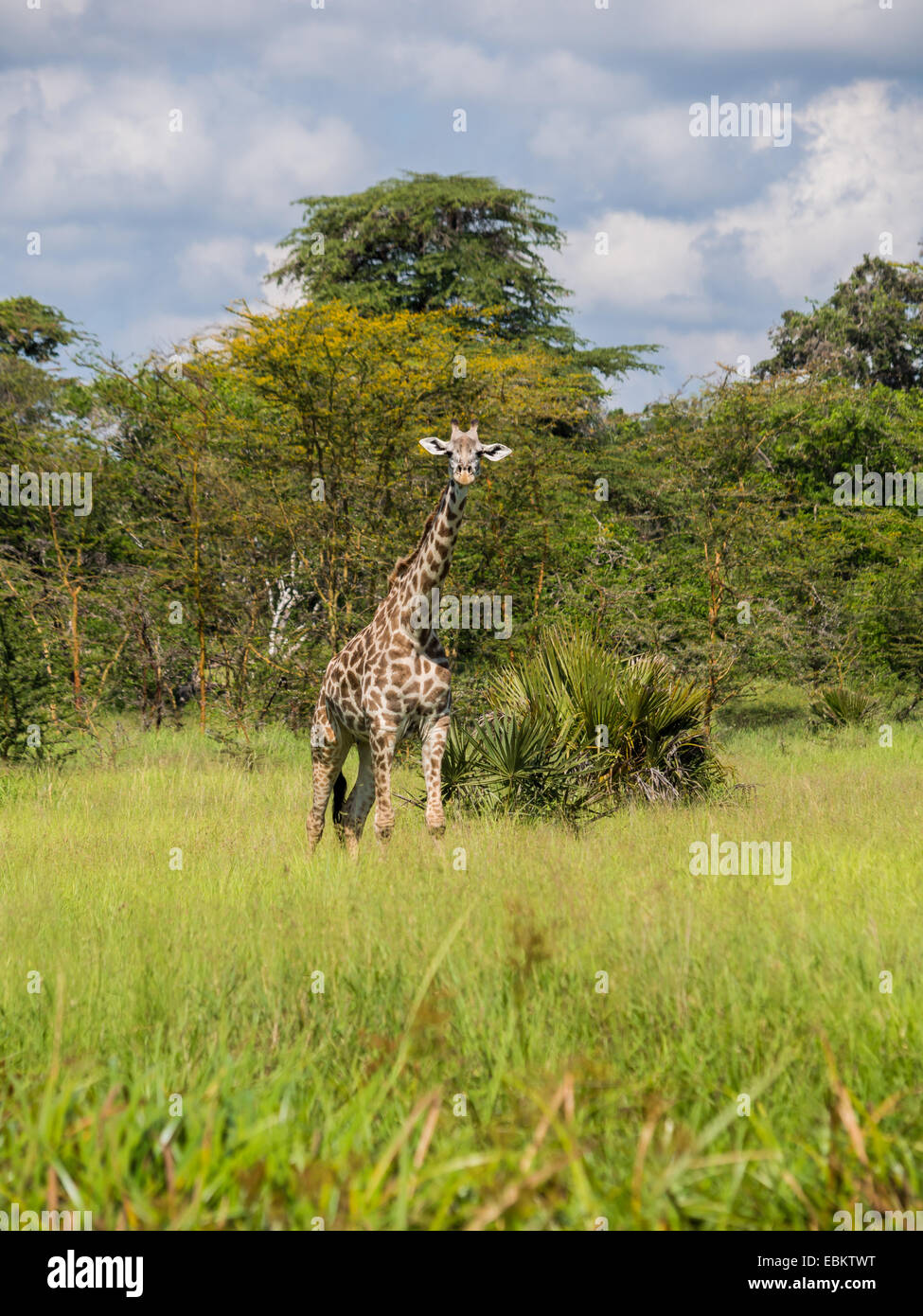 Giraffe on the savanna in Africa Stock Photo - Alamy