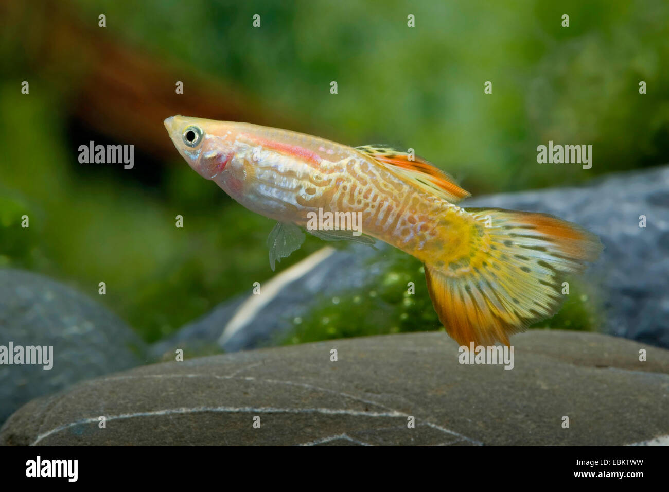 guppy (Poecilia reticulata, Lebistes reticulatus, Lebistes reticulata ...