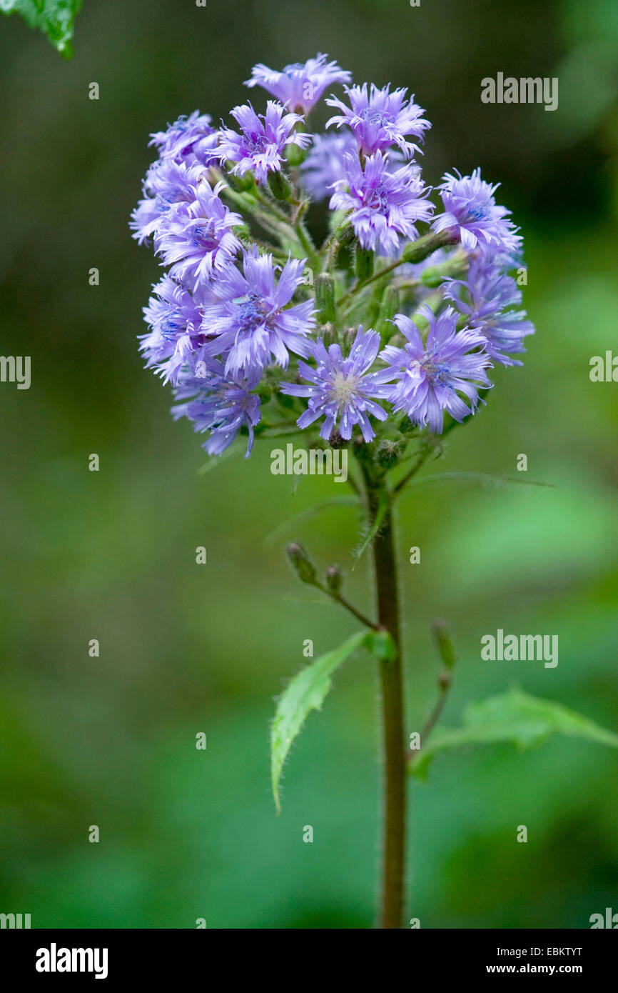 Mountain Sow Thistle, Alpine Blue-sow-thistle (Cicerbita alpina ...