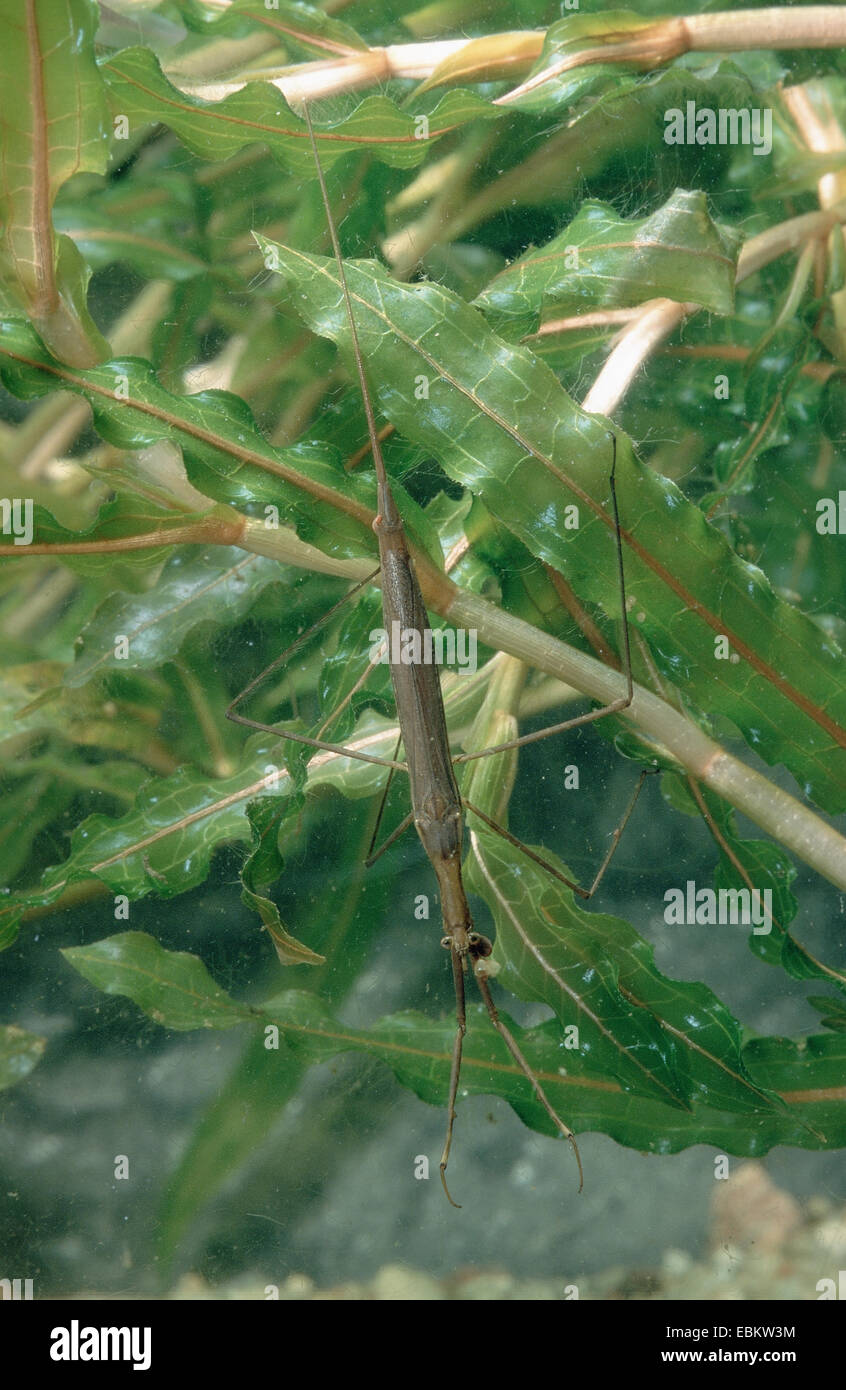 Water Stick Insect, Long-bodied Water Scorpion (Ranatra linearis), on ...